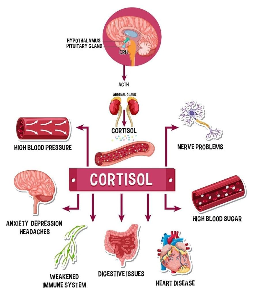 Osteopathy and Cortisol: Supporting Your Health - City Osteopathy